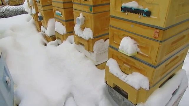 когда ставить воду пчелам - ответы на вопросы