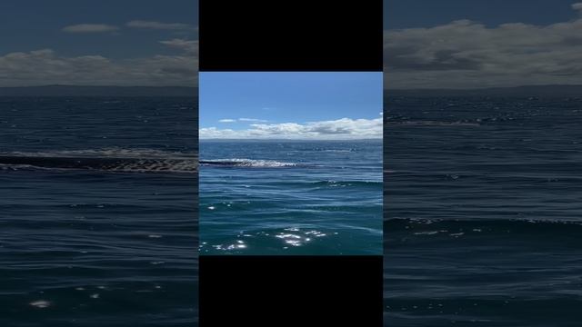 Прогулка в Атлантическом океане с китами