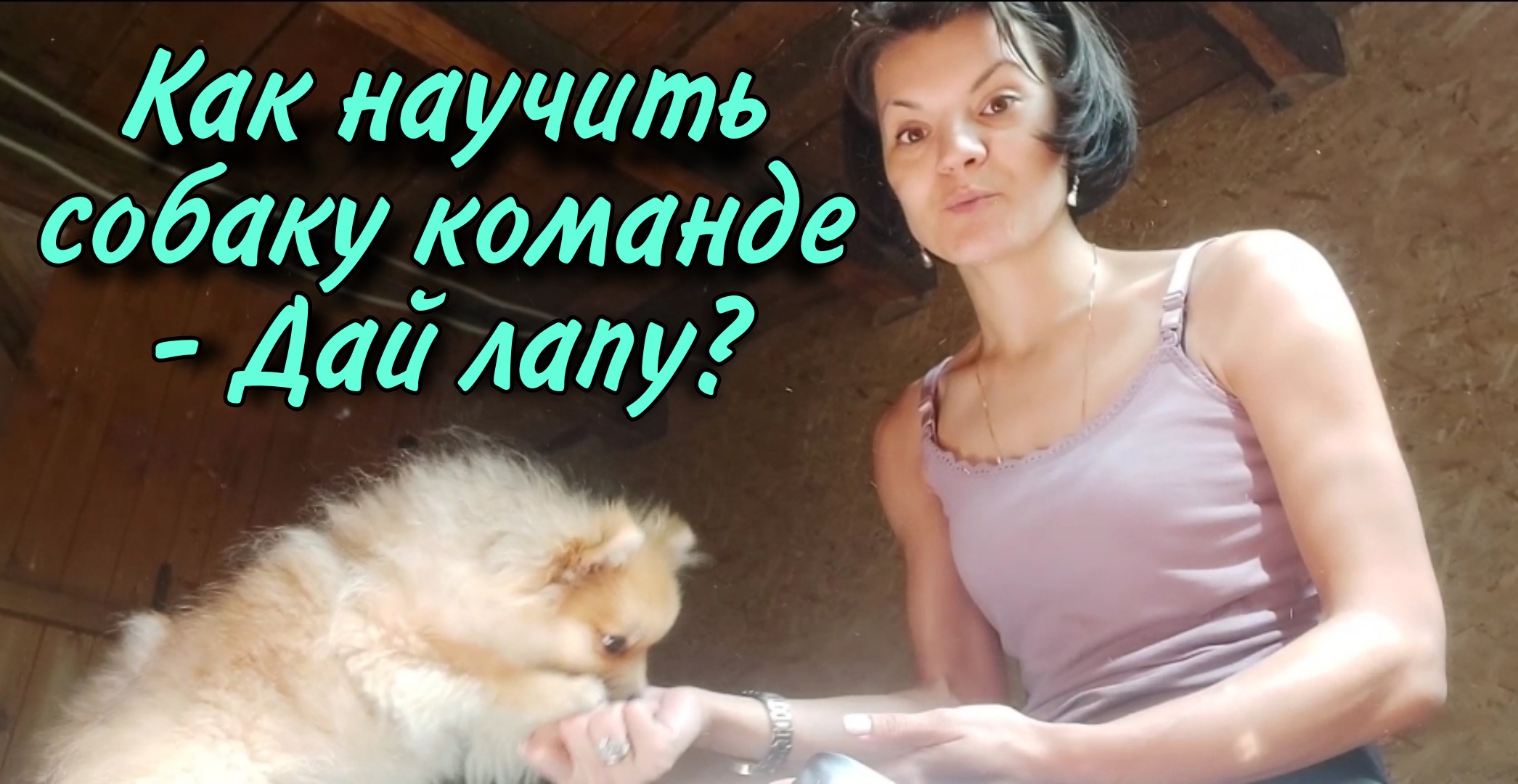 Как научить собаку команде - Дай лапу.