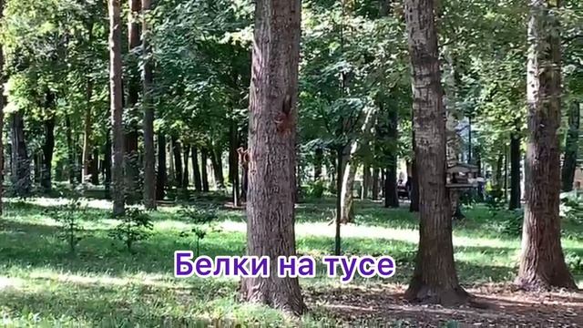 Белки на тусе