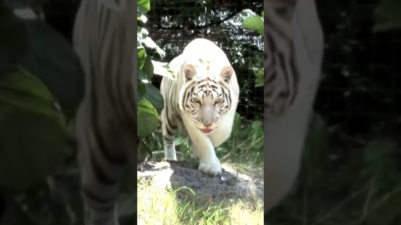 Большие дикие кошки - Тигры