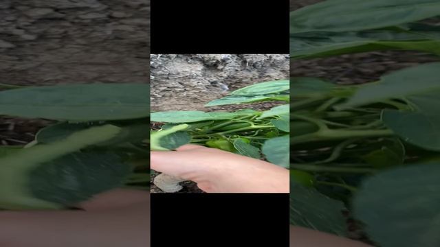 Утепляю грядки пленкой