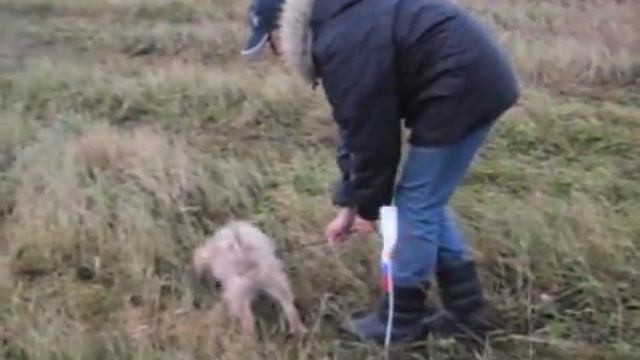 Fleurette - tracking training 13.10.10