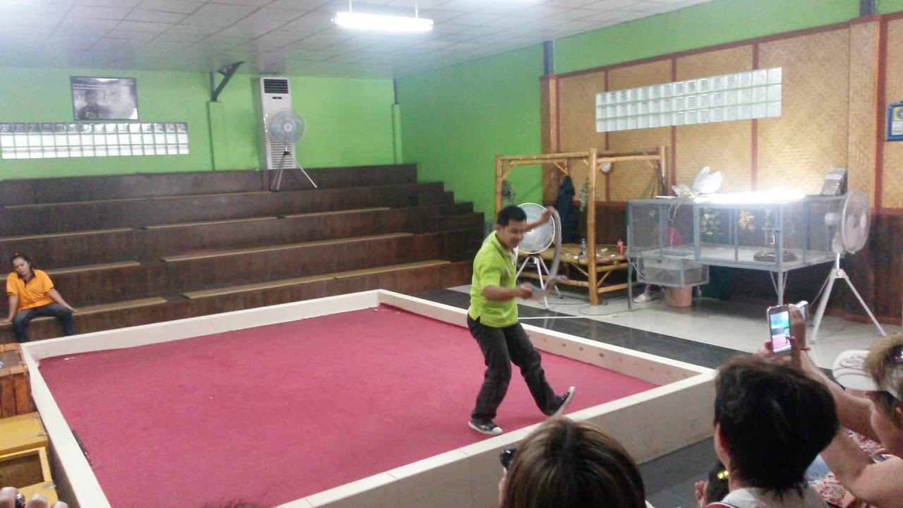 Змеи в Тайланде