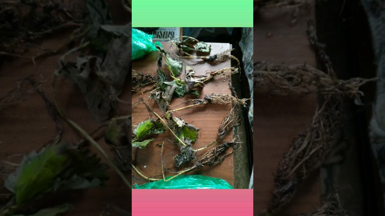 Урок 17.Не бросайте деньги на ветер! Не покупайте кота в мешке! Когда лучше покупать рассаду фриго?