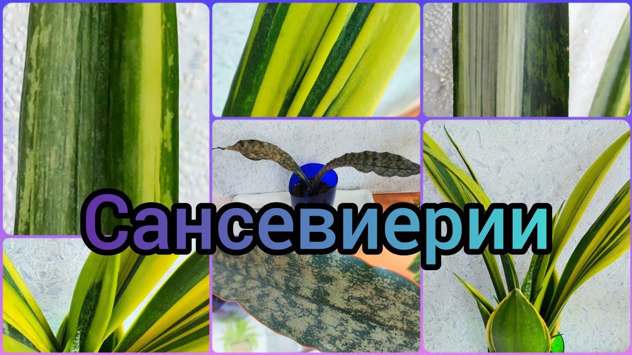 #Сансевиерия ?Три сорта?Бентель Сенсейшен?Голден Флейм?Кирки Браун? #тещинязык #цветы #растени