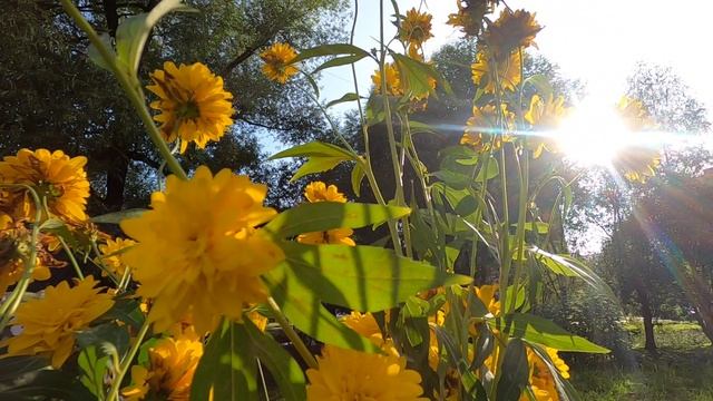 Как бы Винсент Ван-Гог радовался этим осенним цветам. Снимаю фильм про великого гуманиста Ван-Гога