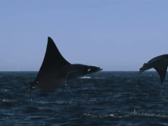 ЛЕТАЮЩИЙ СКАТ МОБУЛА