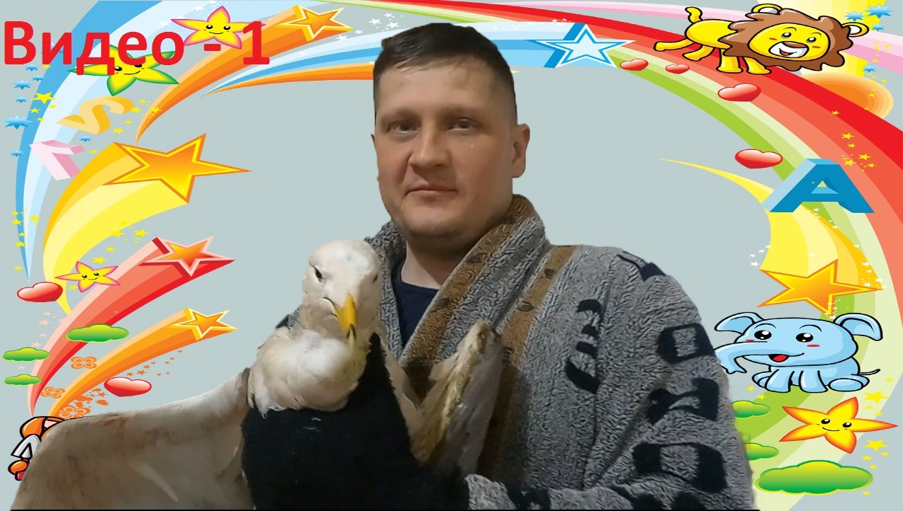 Чайка дома