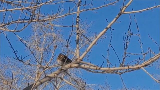 ПТИЦЫ ПОЮТ - ВЕСНУ ЗОВУТ!