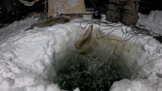 Очередная проверка перемета. 27.12.23. За 3 дня ни один налим не уснул