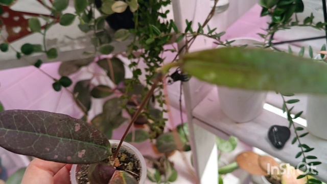 полочки с хойями