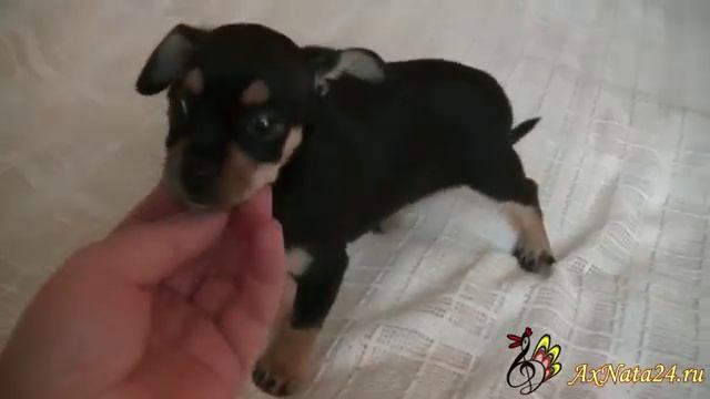 Красноярск.Джерри, ПАПА - 2, звоните, женюсь ещё раз, или почти криминальная история..mp4