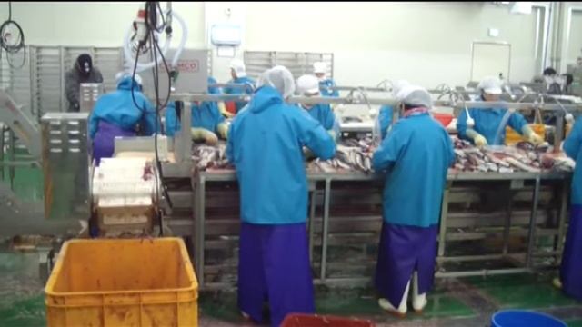 Линия переработки рыбы на пласт от Чамко