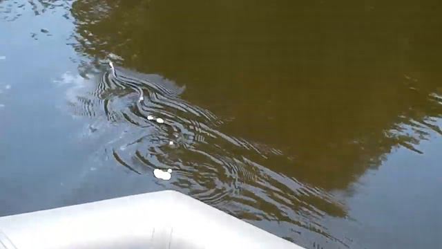 Река Ока рядом с Рязанью 2019. Природа. Красивые места.