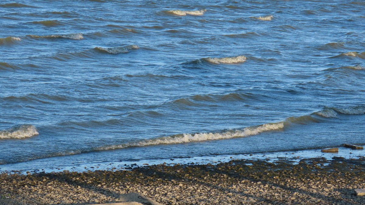 Ветер. Чайка летит над волнами. Таганрогский залив