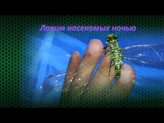 Ловля бабочек на медовик и свет / в Липецке стало очень мало ночных бабочек