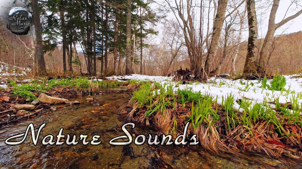 Расслабляющие звуки природы для отдыха, сна, медитации, снятия стресса