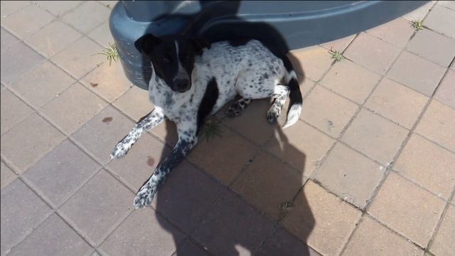 Хоста. Полдень. Мужик отстань!