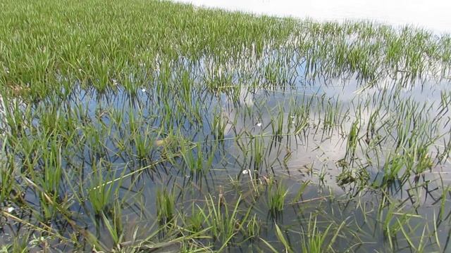 Озера Шайтан. Мертвая вода. Одно из пяти таинственных озёр.