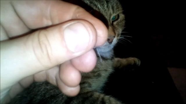 кошка начала линять!кто знает почему?