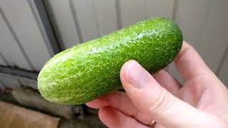 Выращивание помидоров и огурцов на балконе в 2022 году ➤ Огурец Апрельский ➤ Часть 5