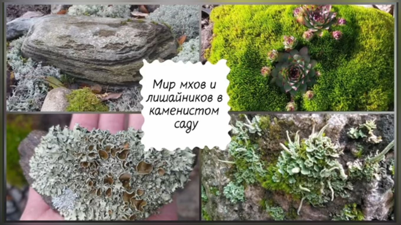 Мир мхов и лишайников в каменистом саду.