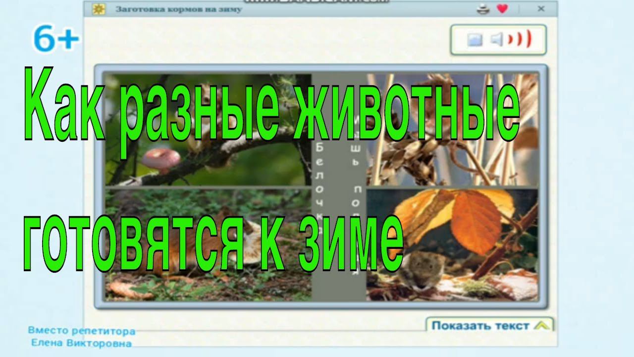 Как разные животные готовятся к зиме