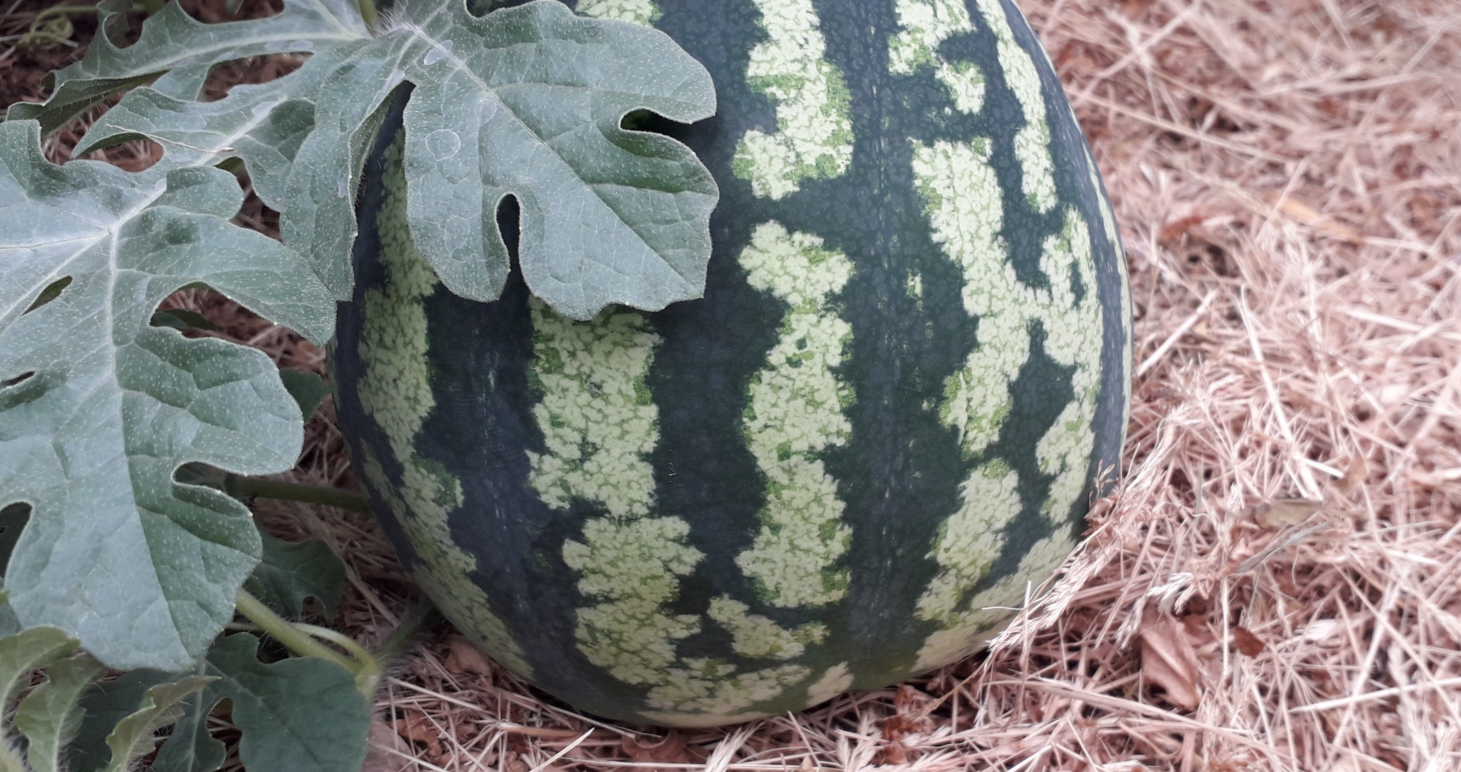 Выращиваем дыни и арбузы