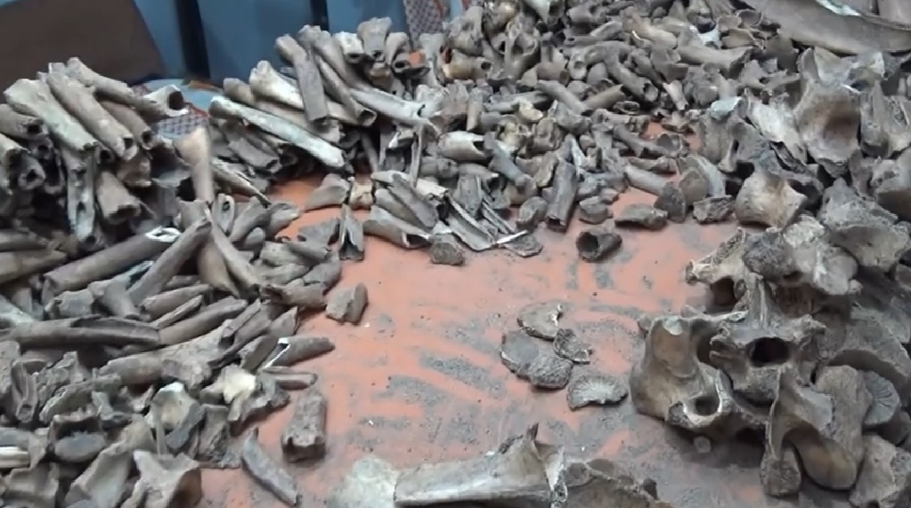 Что кушали жители западного района золотоордынского Азака