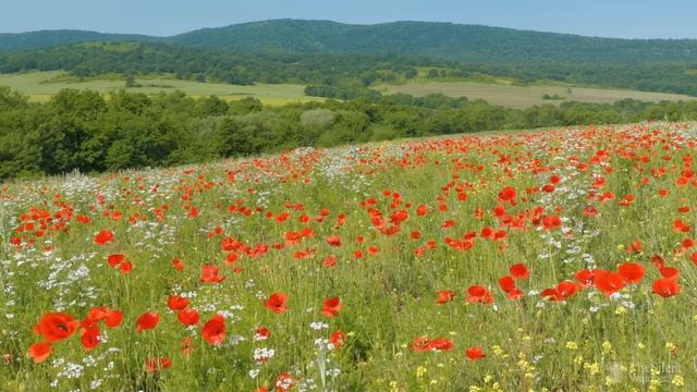 Я наполню твоё сердце любовью (песня - медитация Любви).
