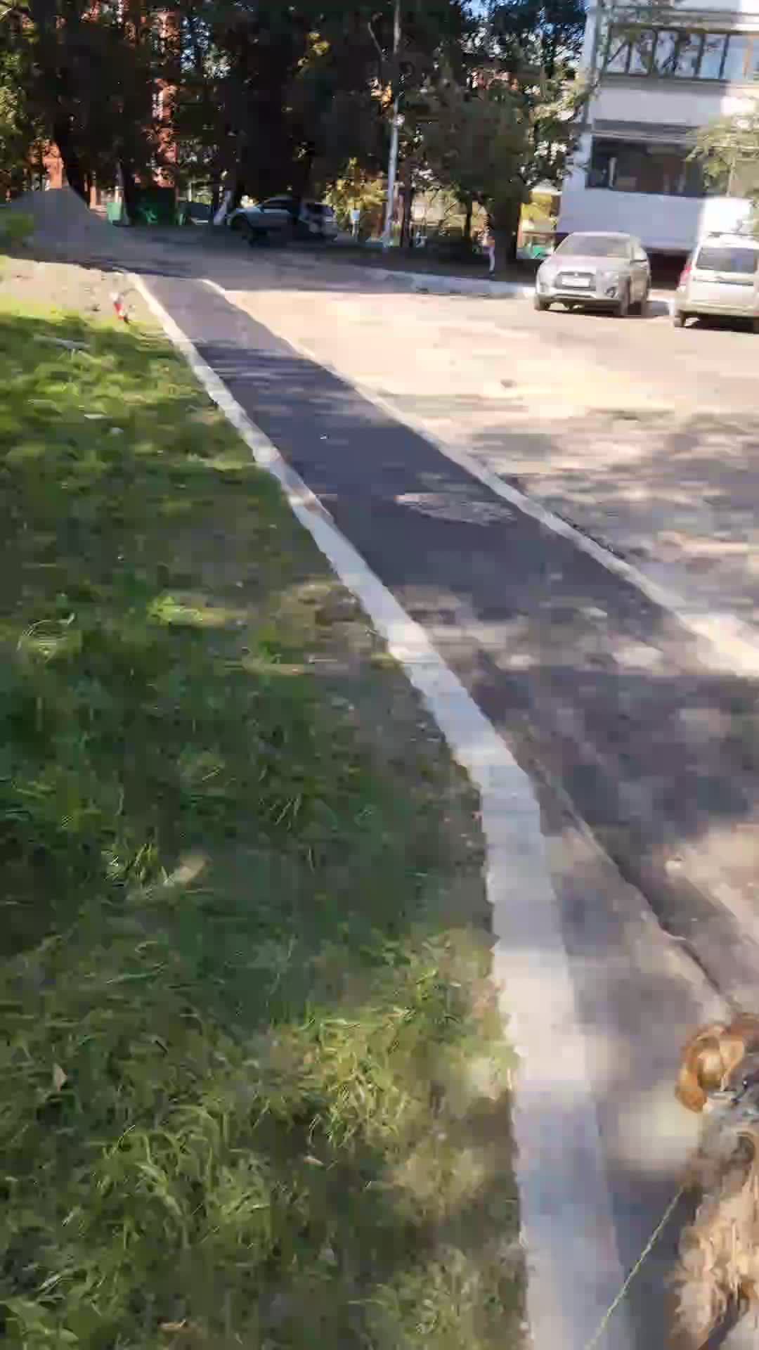 Прогулки с собаками, 4-сен-2024