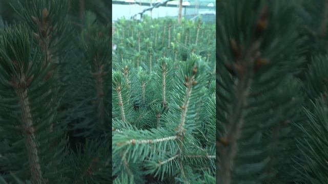 Ель колючая голубая 4-х летка