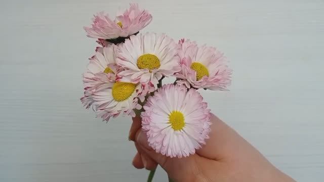 Маргаритки из холодного фарфора. Моя работа с натуры