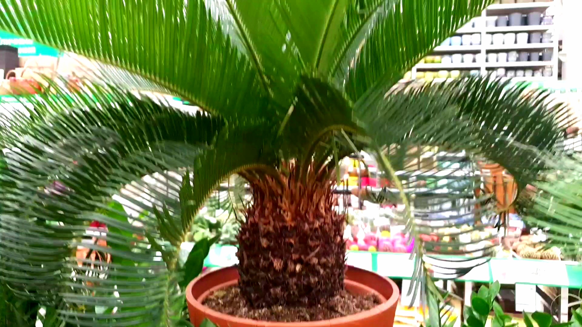 ☃️БАУЦЕНТР?Зимняя Прогулка в Цветочное Лето???