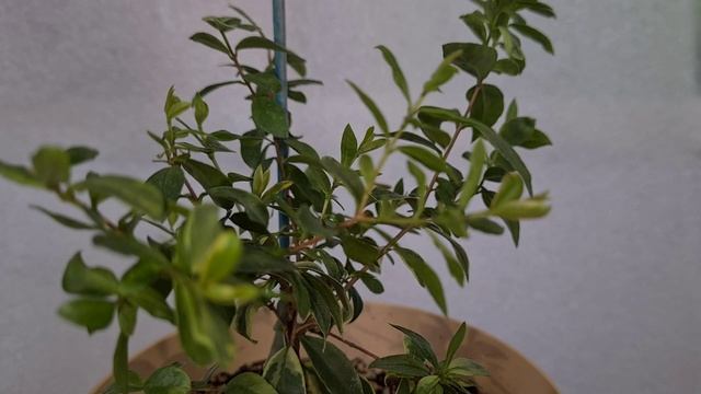 Мирт Гранд 4