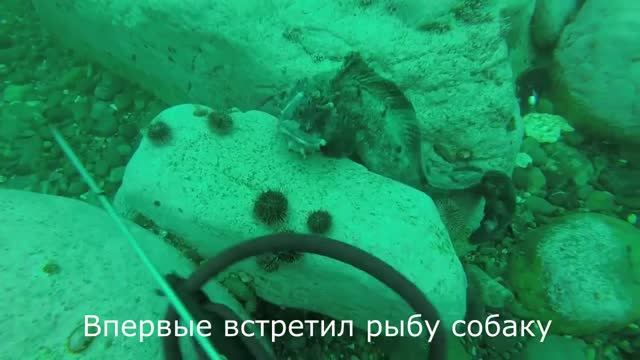 Подводная охота. Рыба  Собака и  Желтые окуни.