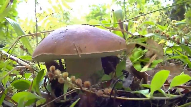 Грибочки да ягодки- часть 1