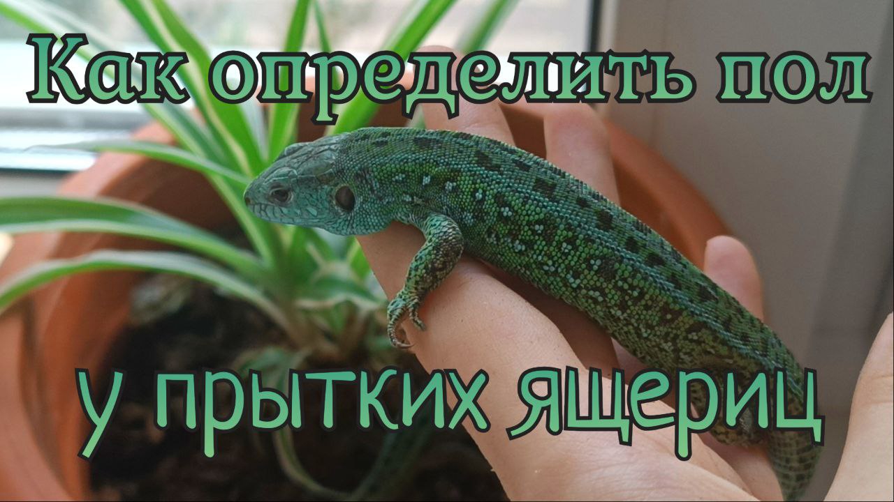 КАК ОПРЕДЕЛИТЬ ПОЛ У ПРЫТКИХ ЯЩЕРИЦ 🦎