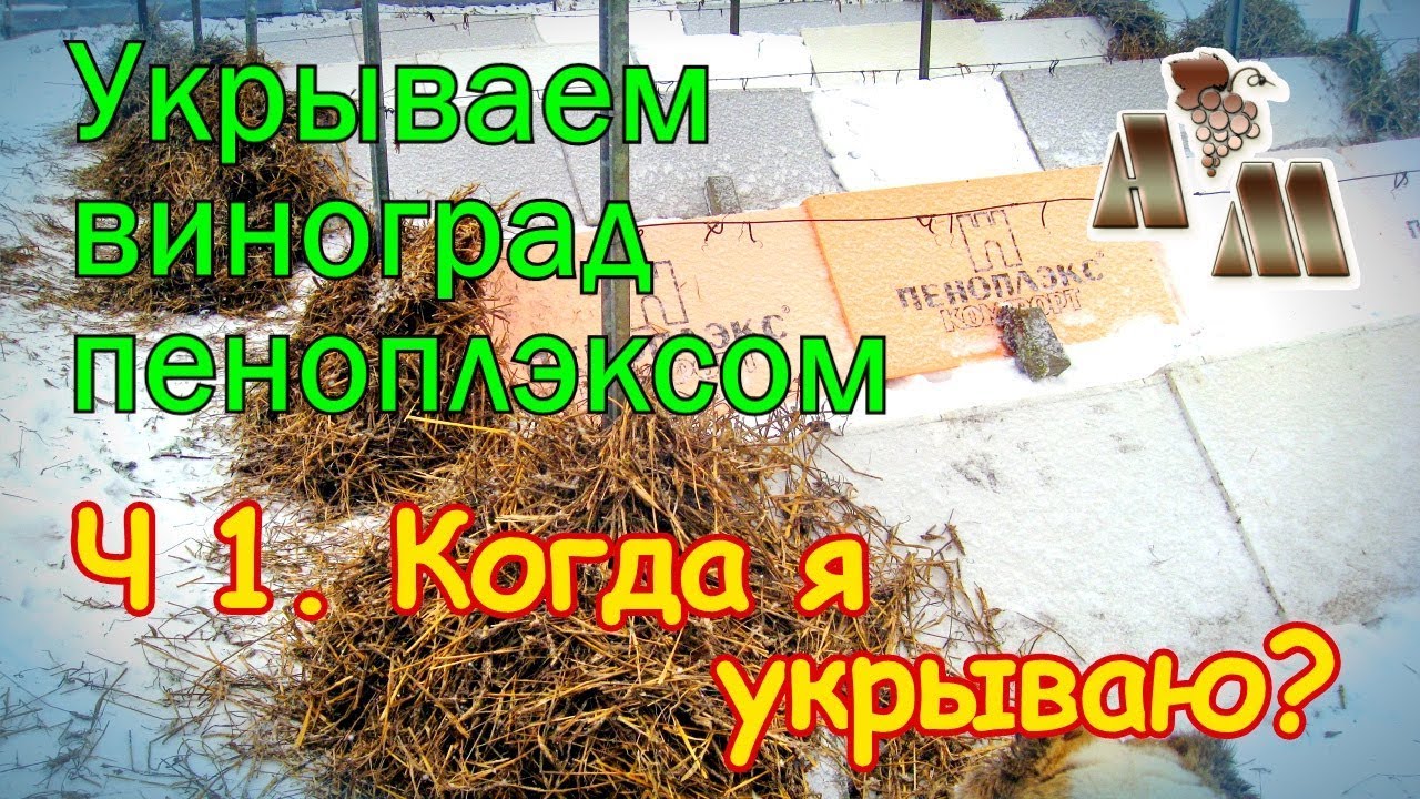 ? Зимнее укрытие винограда пеноплэксом - 1. Когда я укрываю виноград на зиму