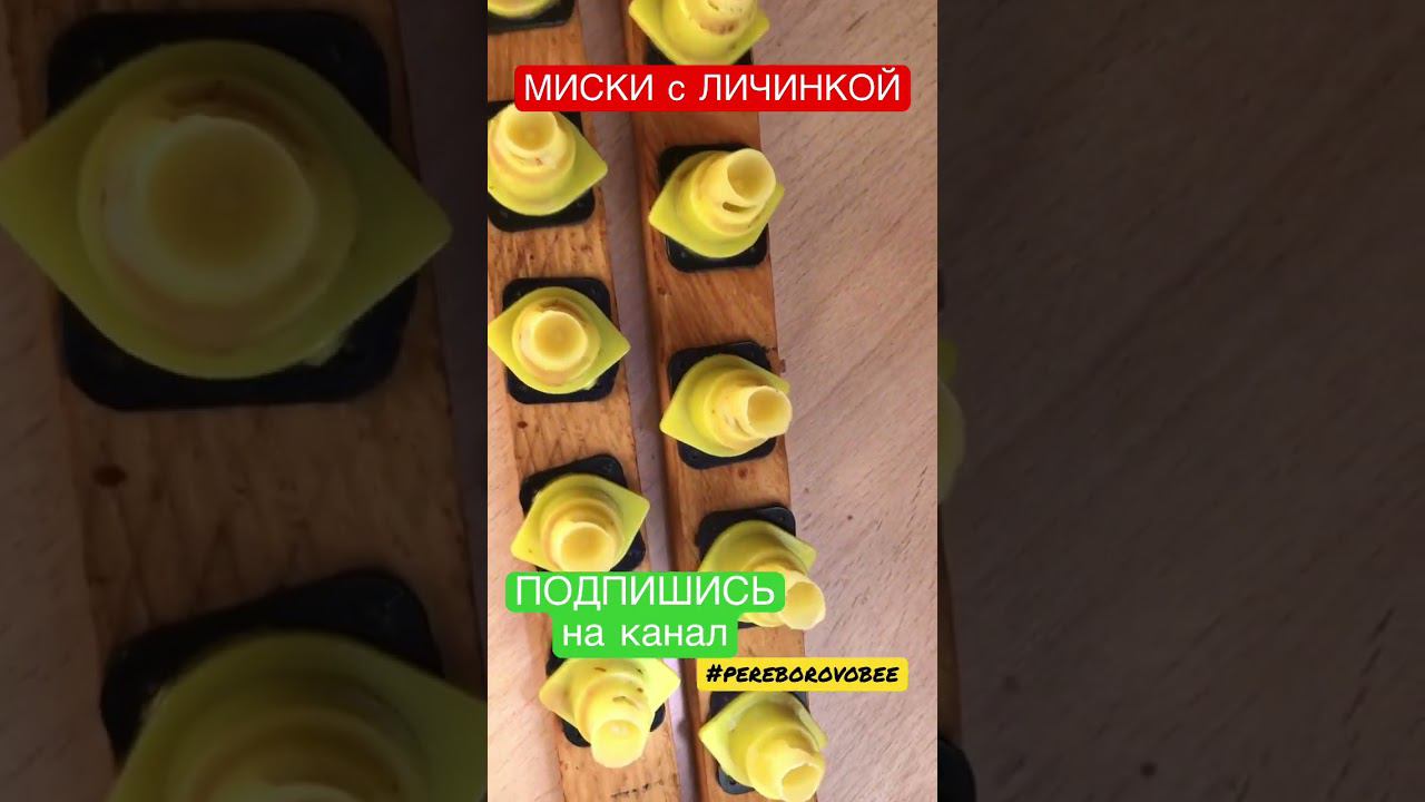 Миски с личинкой! ПЧЕЛОВОДСТВО! #pereborovobee #пасека #пчела #honey #nature #матководство
