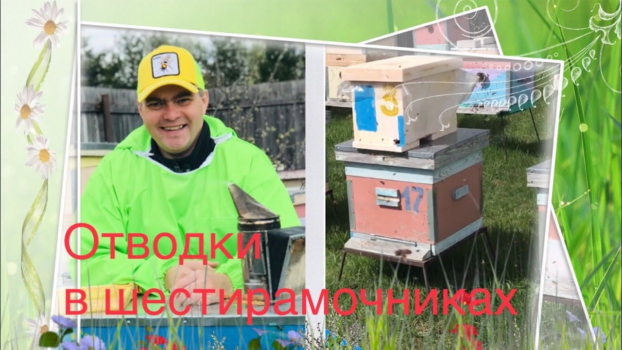 Отводки в шестирамочниках! ПЧЕЛОВОДСТВО! #pereborovobee #пасека #bee