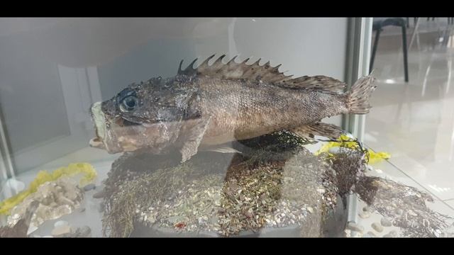 подводный мир краснодарского края.Музей Геленджика