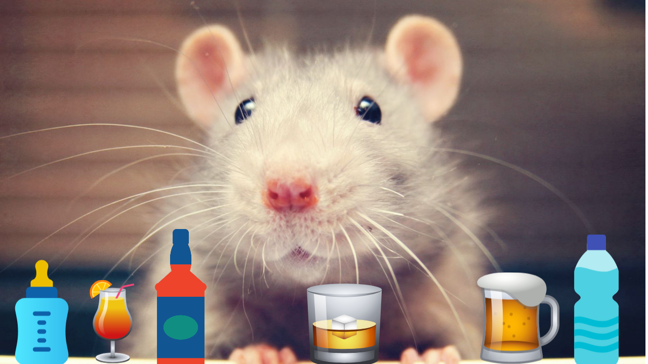 ПЬЮЩАЯ КРЫСА