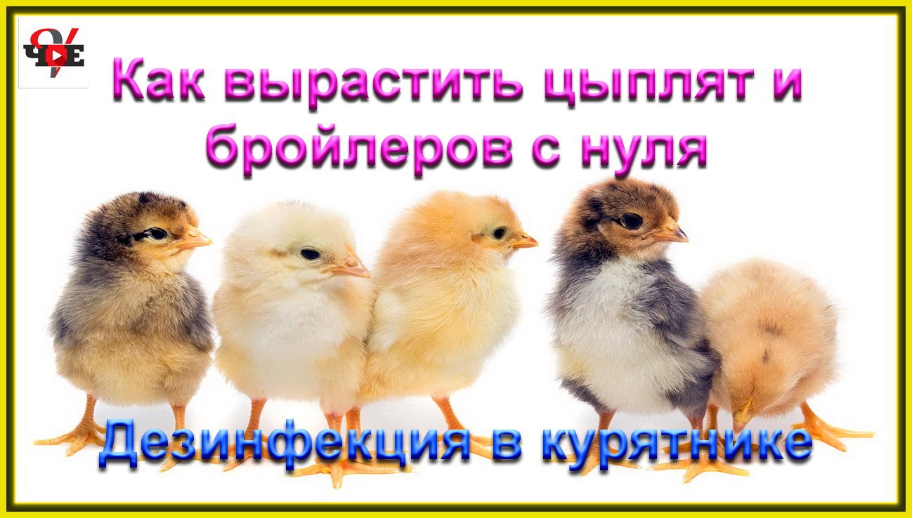 Как вырастить цыплят и бройлеров с нуля. Дезинфекция курятника.mp4