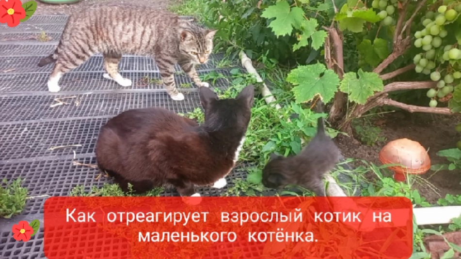 Как отреагирует взрослый котик на маленького котёнка. Как пищат котята.