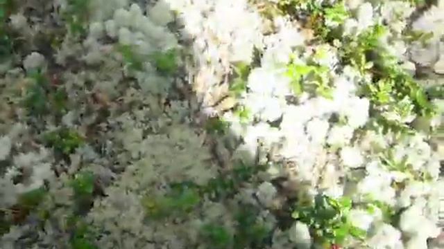 Как выглядит ягель в тайге