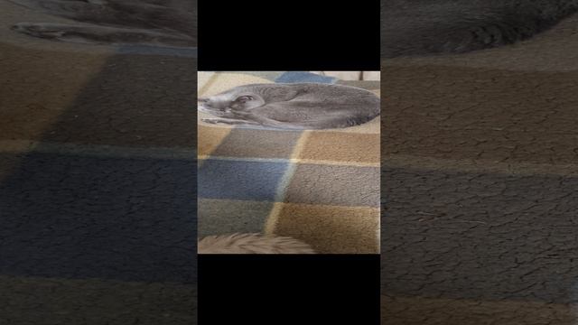 Тихий час ??