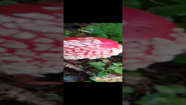 🔴💪🍄 #большой #красный #мухамор #подпишись #грибы #лес #охота #прогулка #shorts