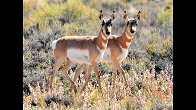 Луна в Близнецах